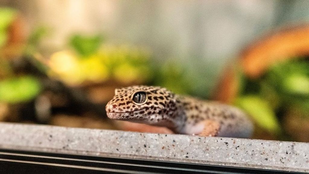 Leopard Gecko Care Guide – Kinzey's Critter Care